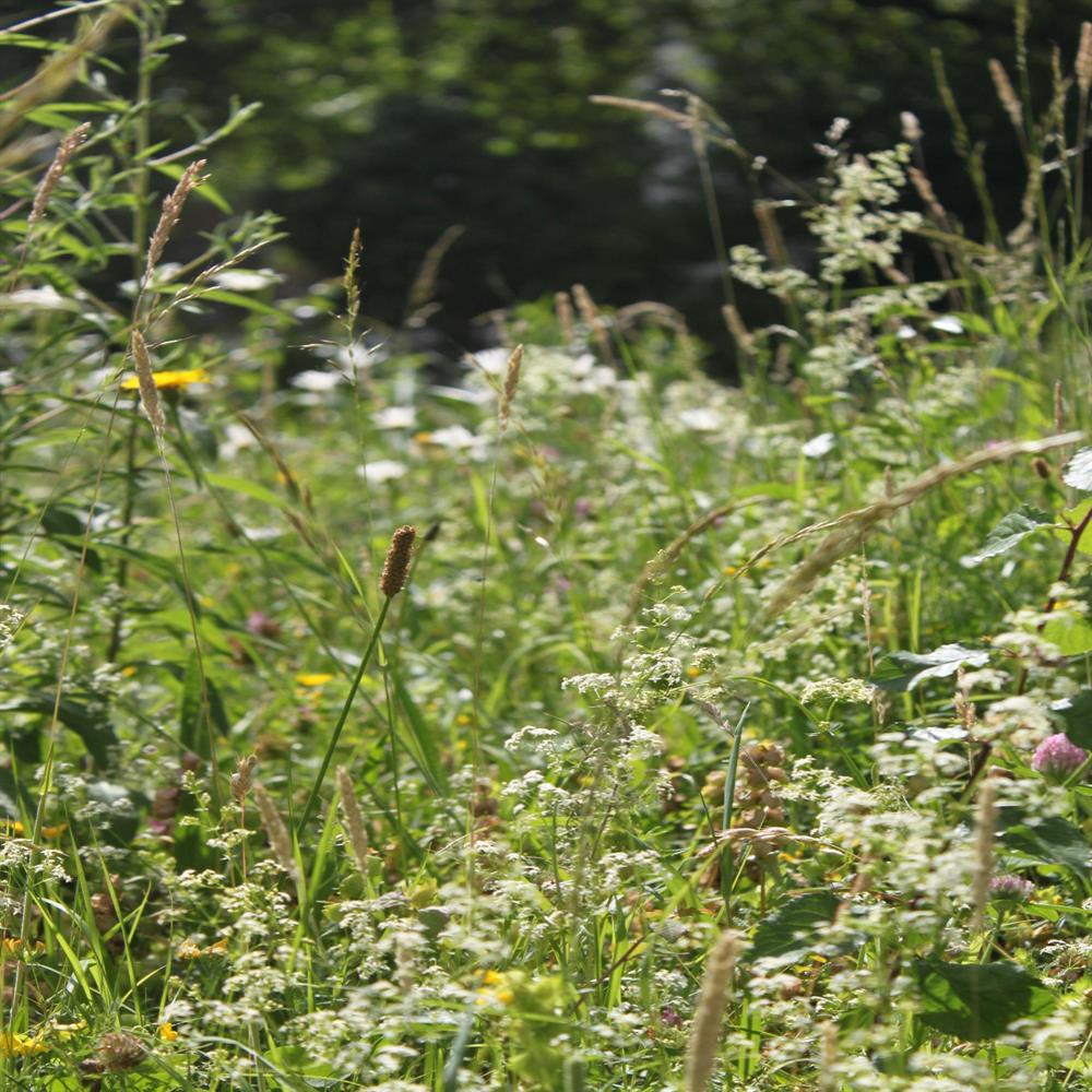 John Chambers Conservation Specialists Mix 100% Wildflower Seed - 100% ...