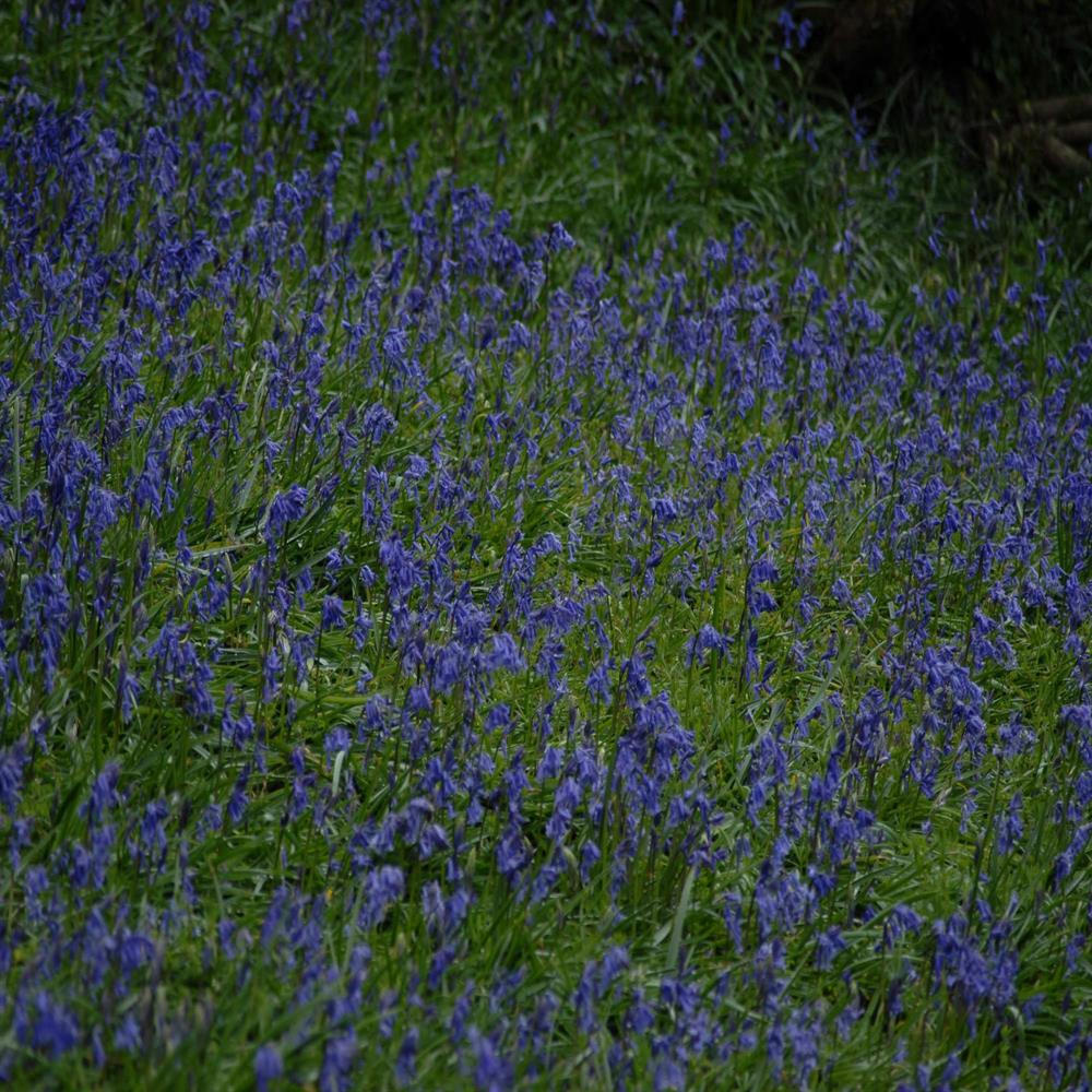 Native Bluebell Wildflower Autumn Bulbs