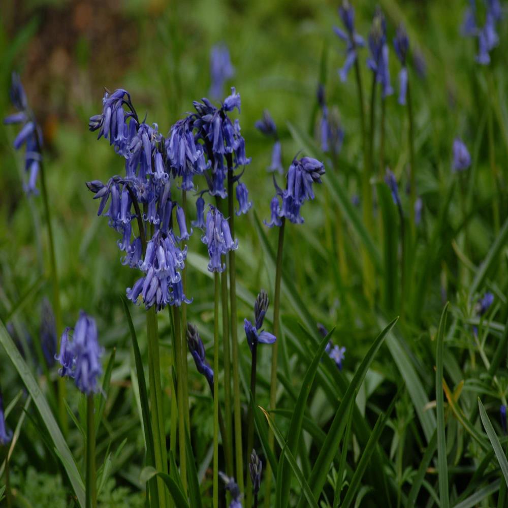 English Bluebell Bulbs - Hyacinthoides non scripta - In The Green