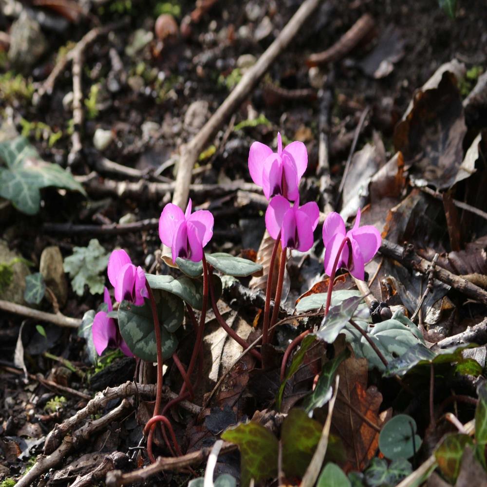 Cyclamen Coum Autumn Bulbs