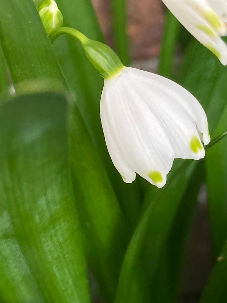 Summer Snowflake In the Green Wildflower Bulbs