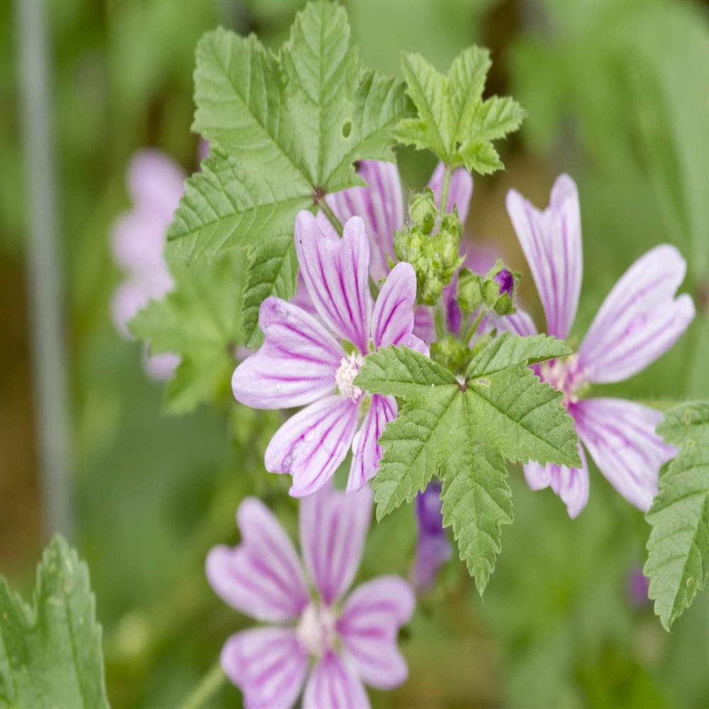 Common Mallow Wildflower Seed - | John Chambers