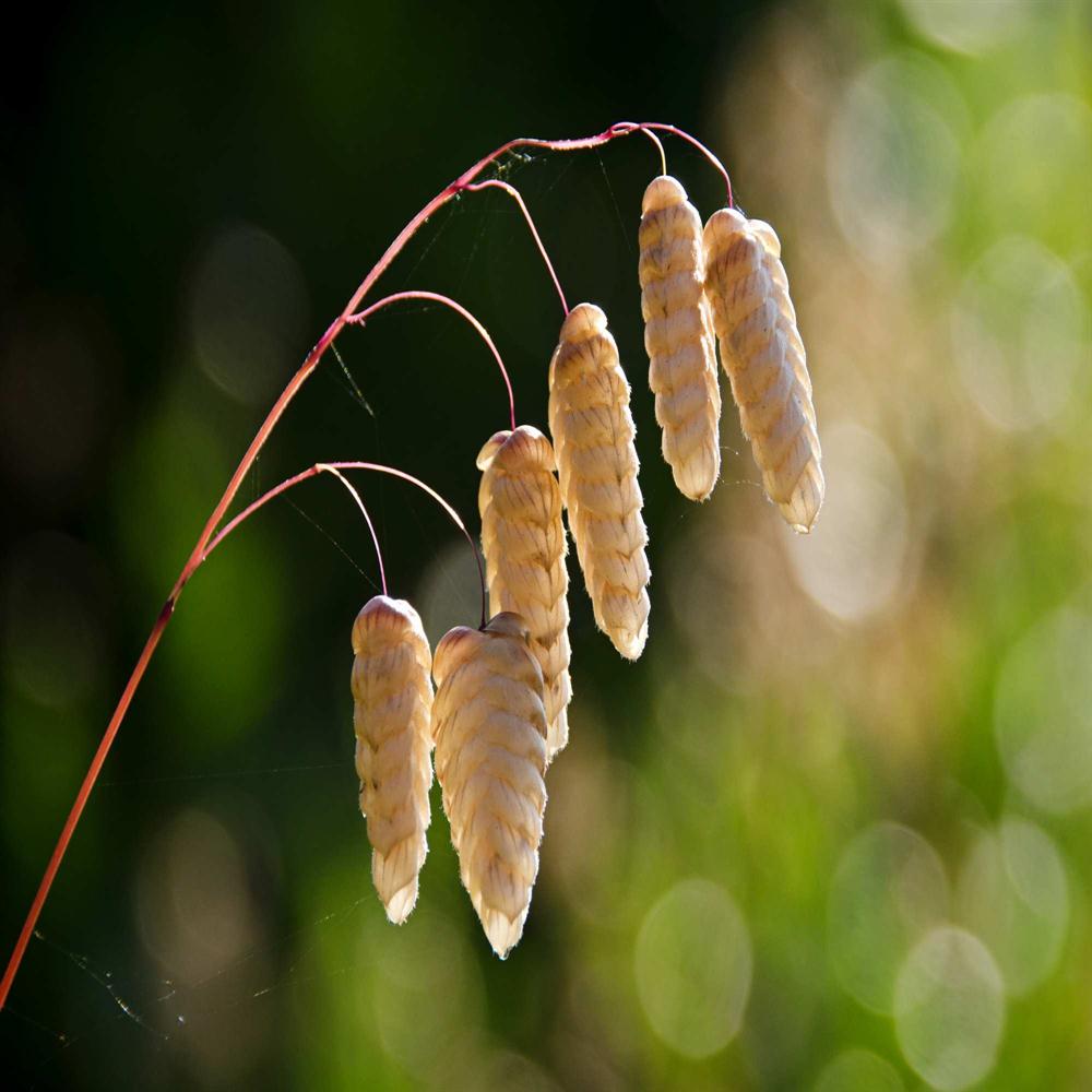 Quaking-grass Wildflower Seed - | John Chambers